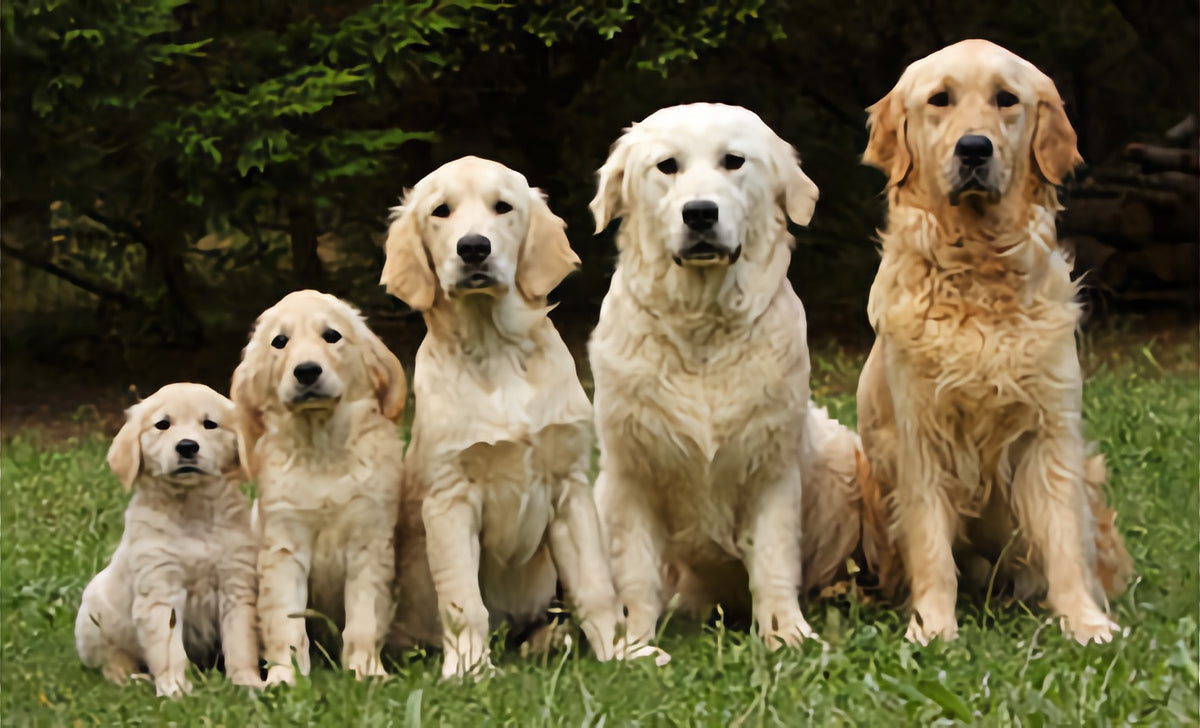 How Old Is My Dog In Human Years? – Kiwi Canine