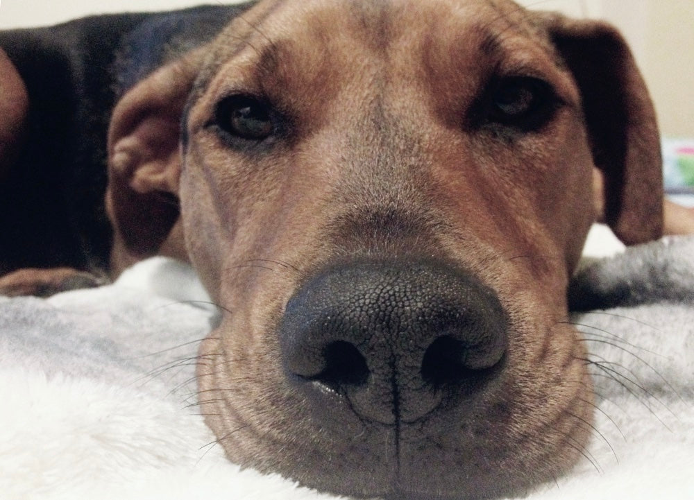Knowing Their Nose – Kiwi Canine