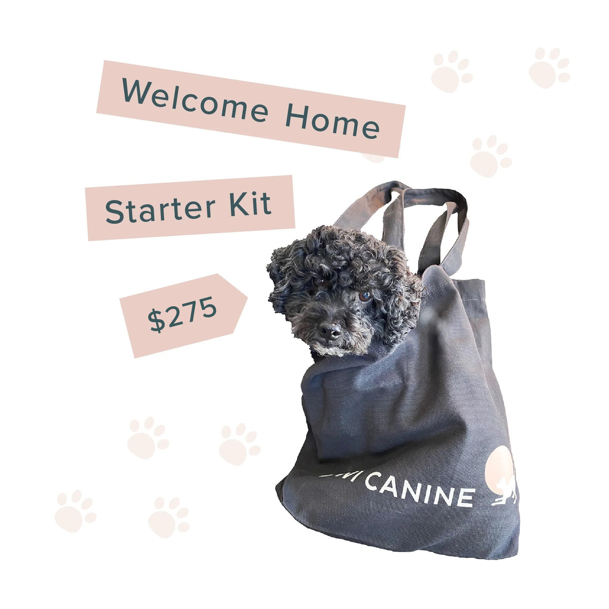 Welcome Home Kit – Kiwi Canine